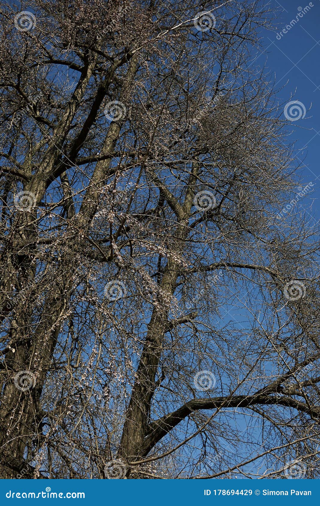 Ginkgo Biloba Tree in Winter Stock Image - Image of orange, outdoor ...
