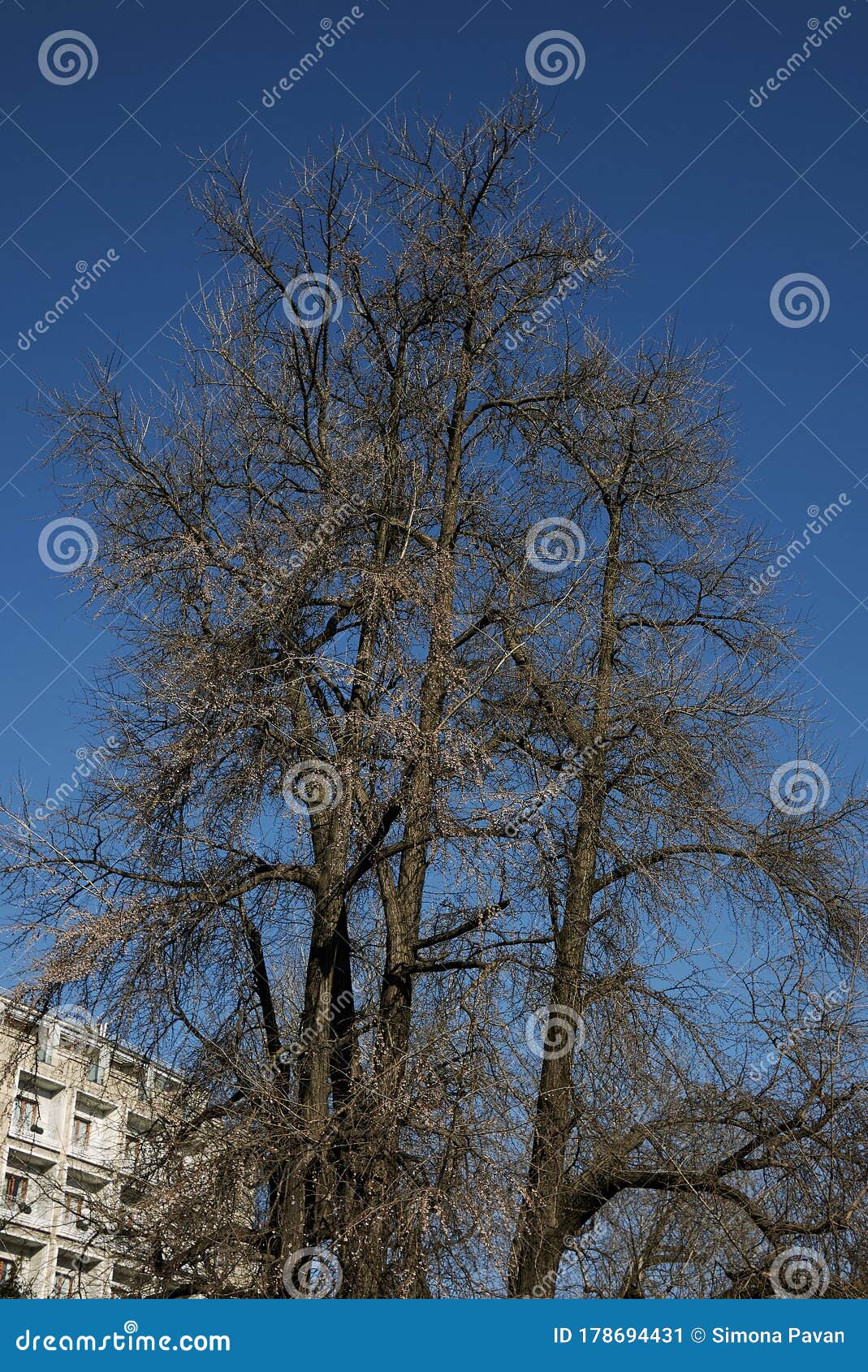Ginkgo Biloba Tree in Winter Stock Image - Image of gingko, nature ...