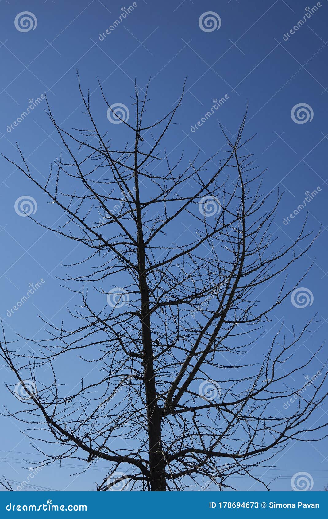 Ginkgo Biloba Tree in Winter Stock Image - Image of flora, deciduous ...