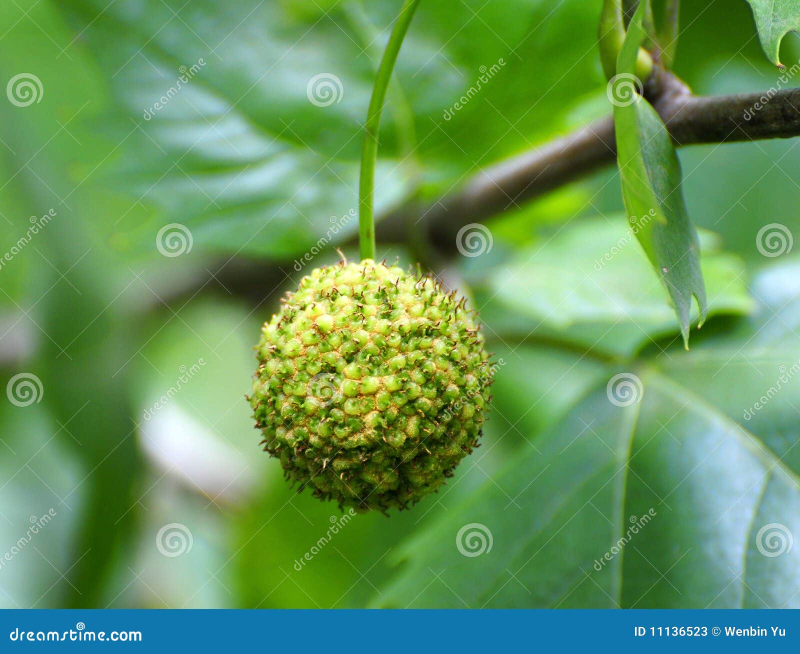 Ginkgo fruit stock image. Image of outdoor, natural, oriental - 11136523