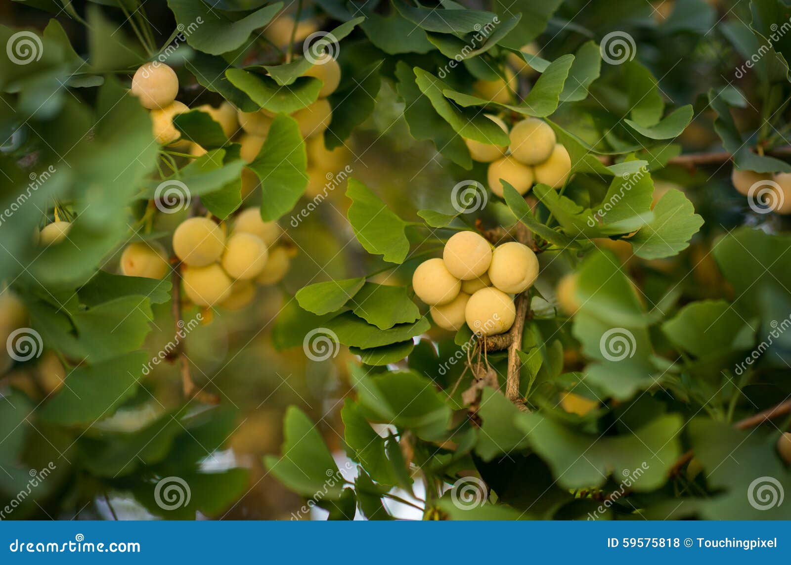 Ginkgo Fruit stock photo. Image of nature, hanging, summer - 59575818