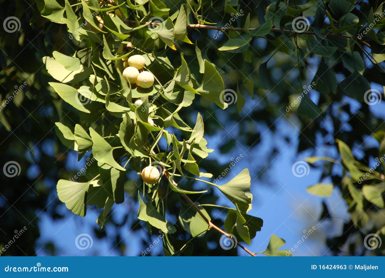 Ginkgo fruits stock image. Image of product, fruit, fall - 16424963