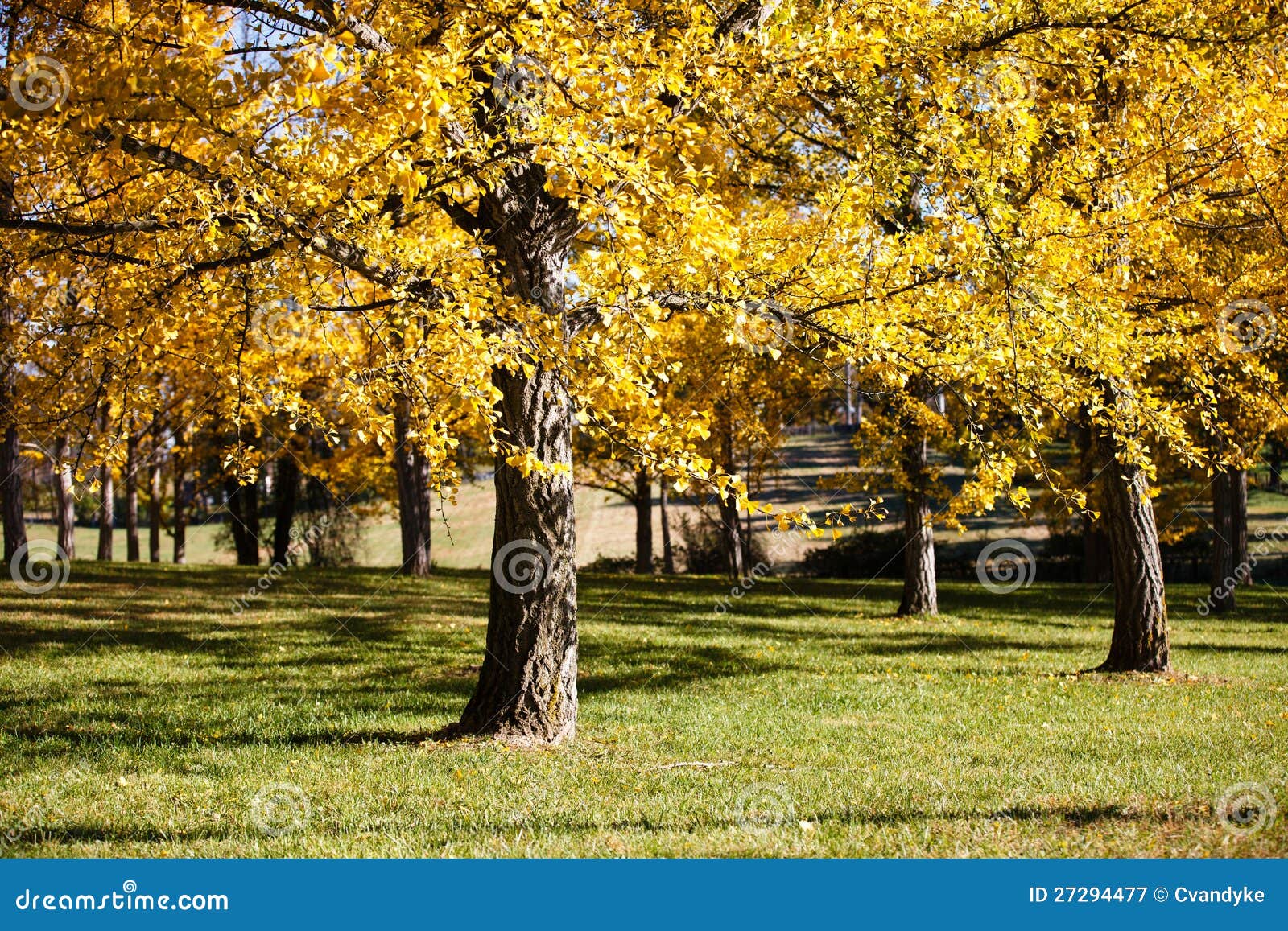 Ginkgo Grove Virginia Arboretum Stock Image - Image of ginkgo ...