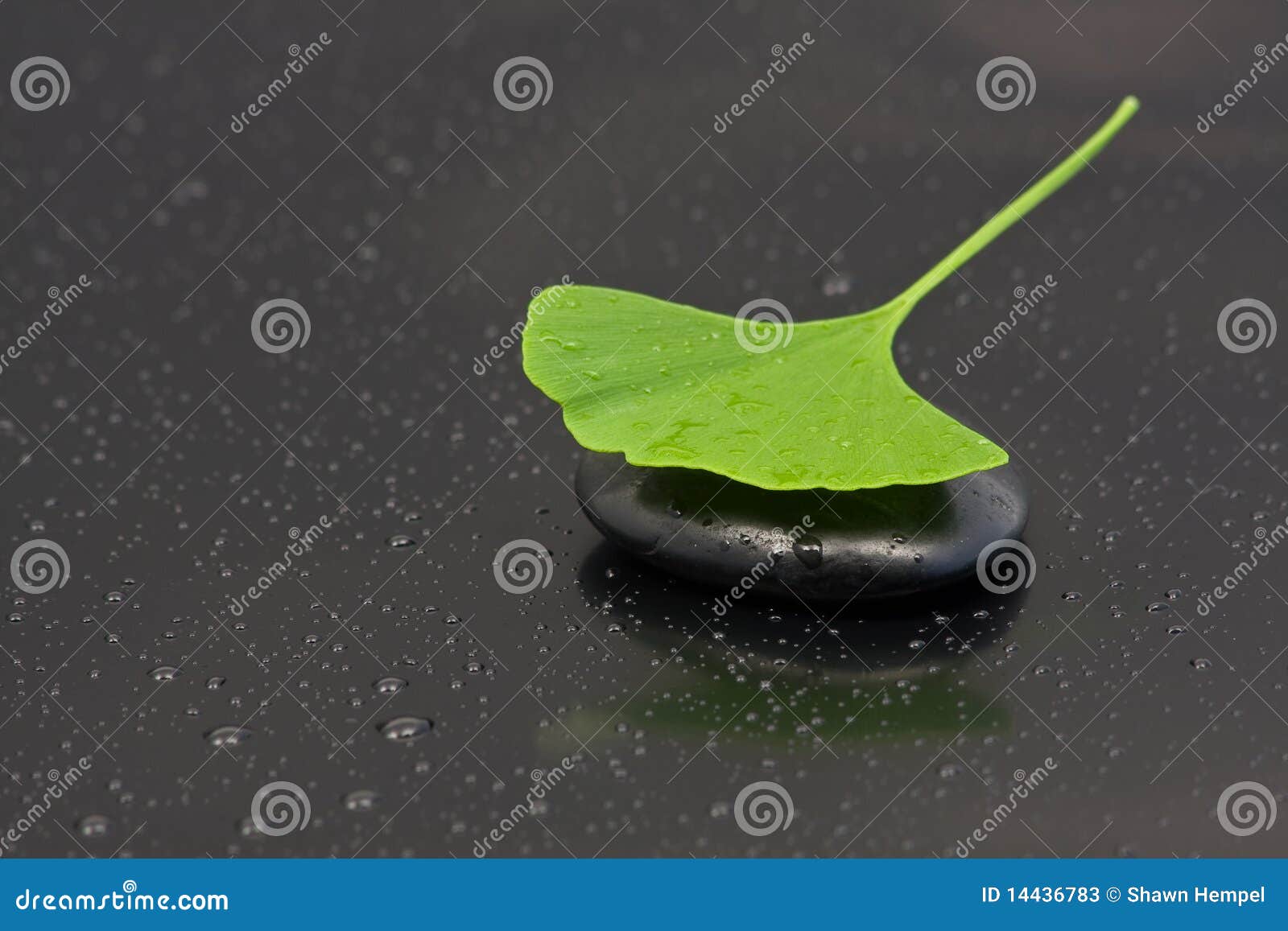 Ginkgo leaf stock image. Image of drop, homeopathic, healthy - 14436783