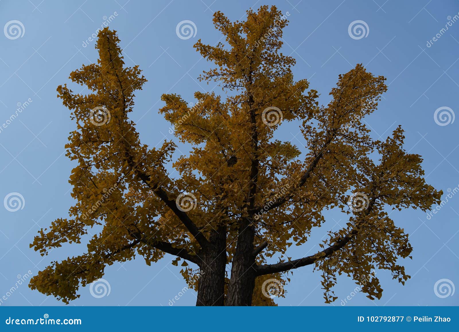 Ginkgo leaf in fall stock image. Image of point, sunshine - 102792877