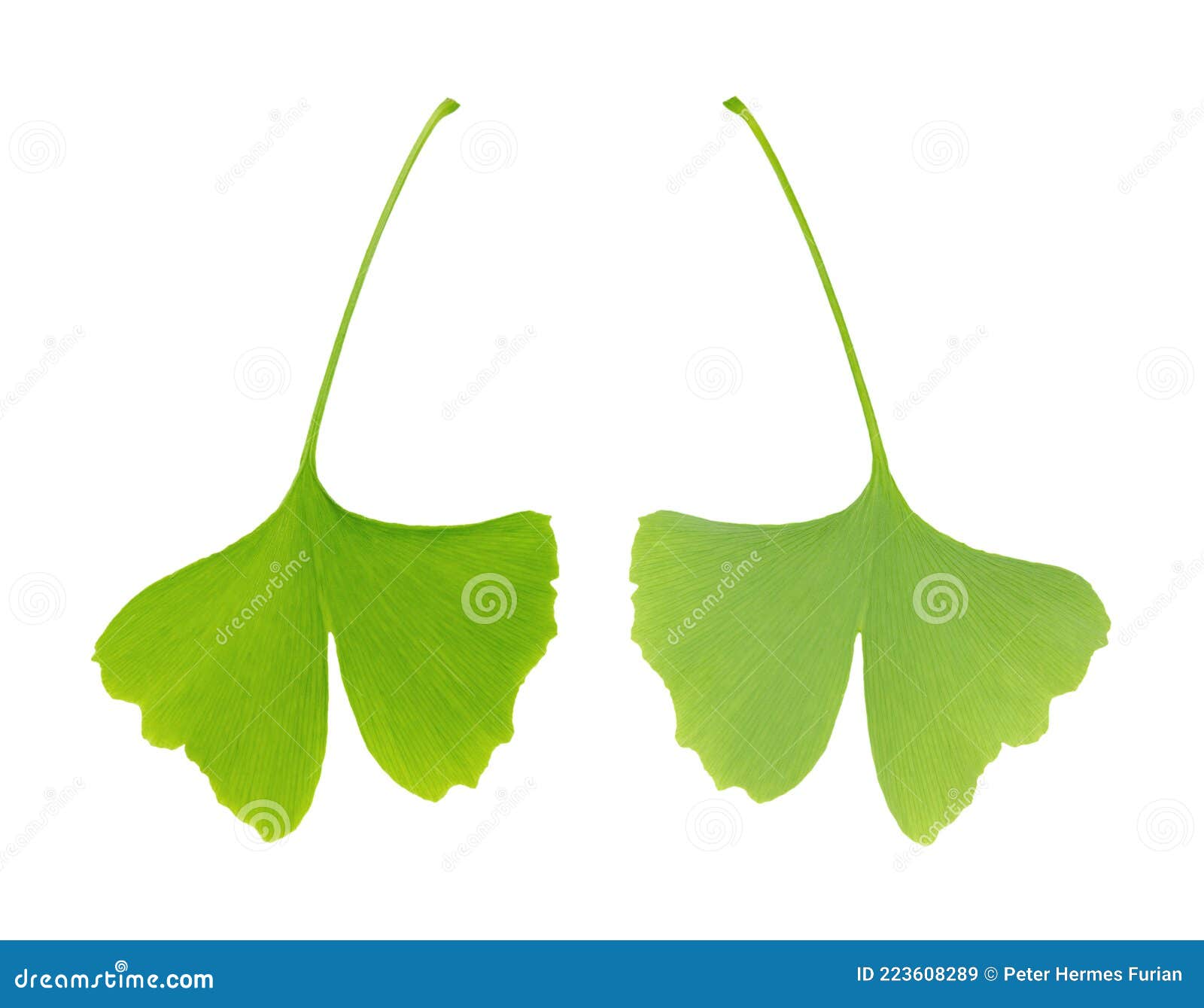 Leaf Front Side Of Peepal Tree, Ficus Religious From Fig Family Royalty ...