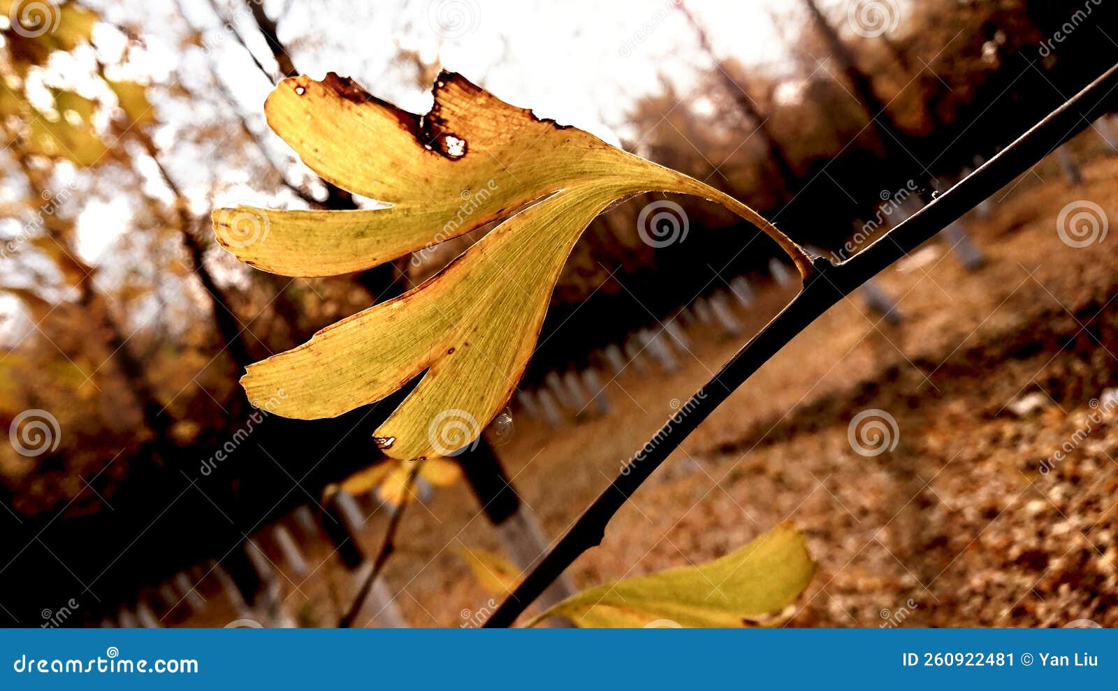 A Ginkgo Leaf that Looks Like a Phoenix Stock Image - Image of branch ...