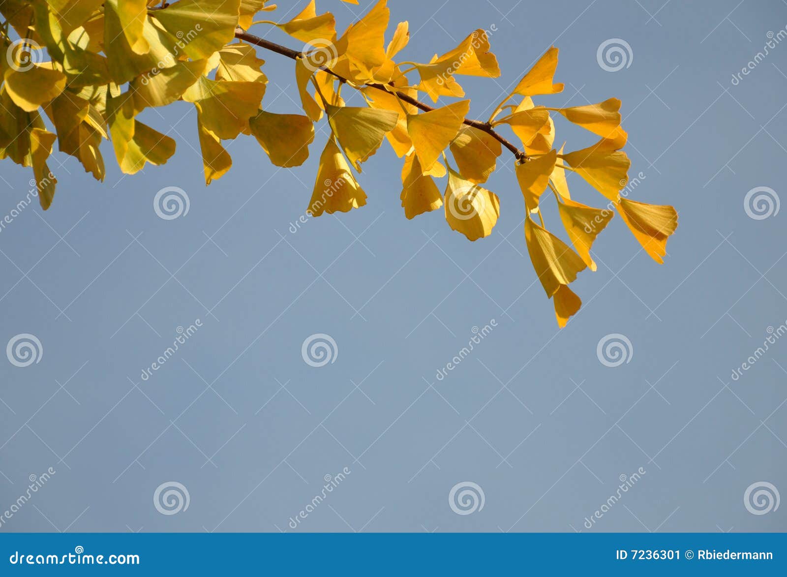 Ginkgo leaves in fall stock image. Image of background - 7236301