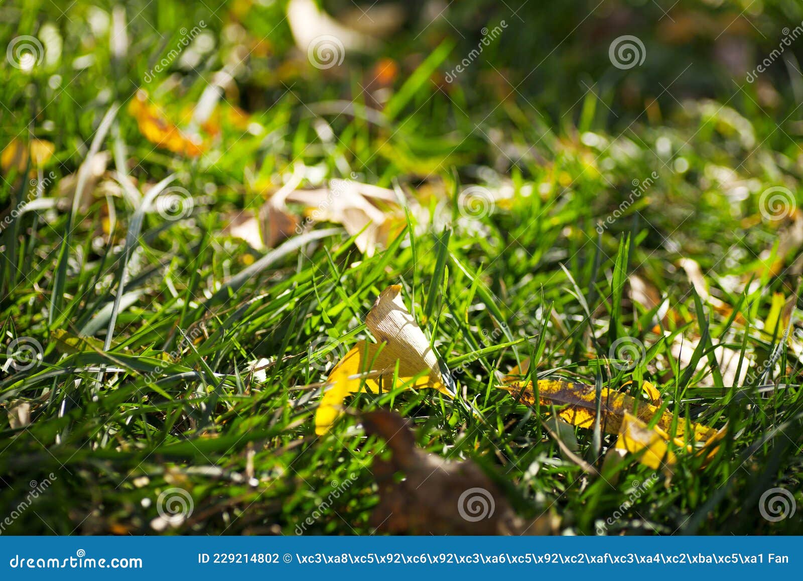Ginkgo Leaves Falling in the Grass Stock Photo - Image of countries ...
