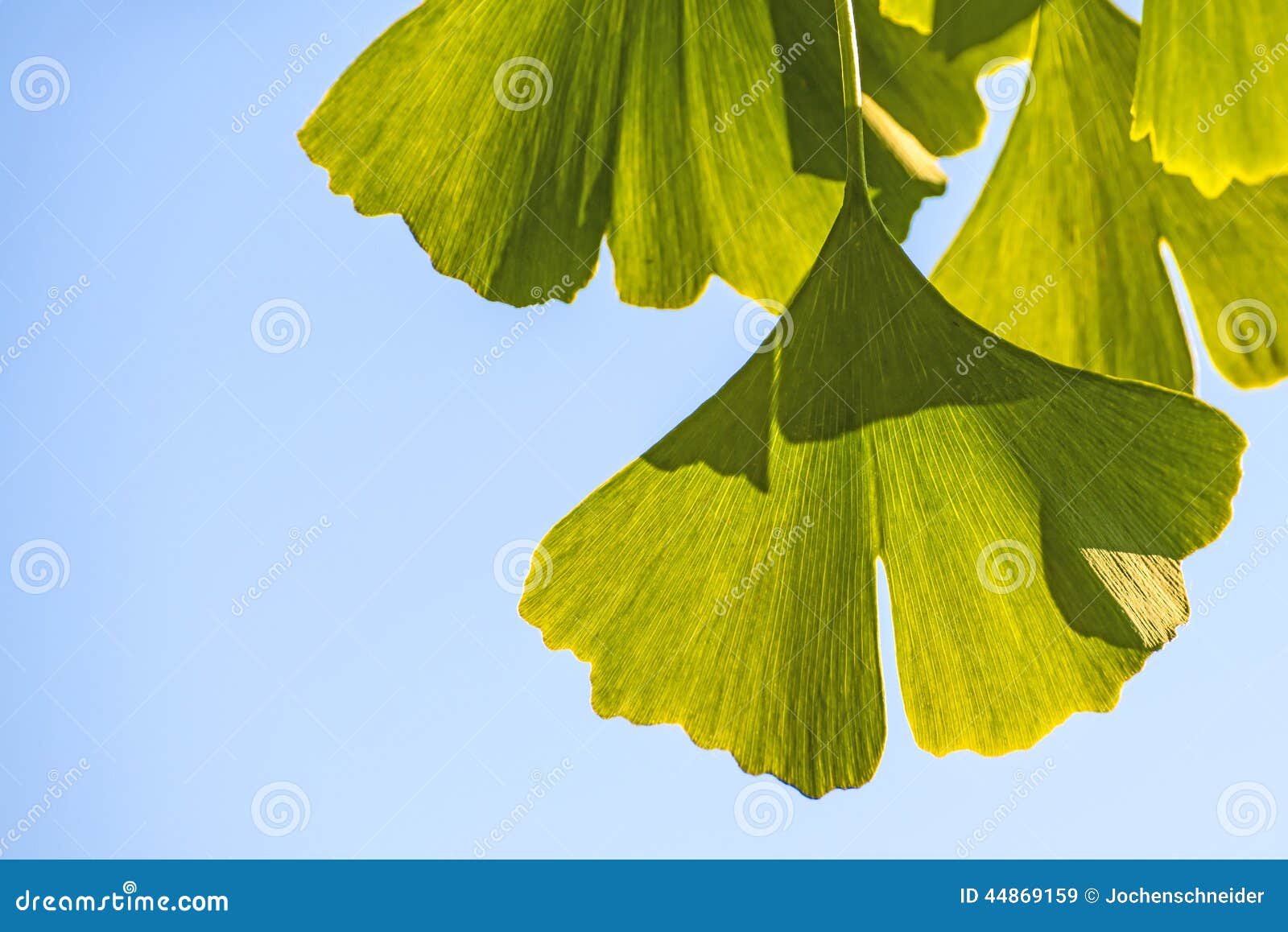 Ginkgo leaves at a tree stock image. Image of asia, brain - 44869159