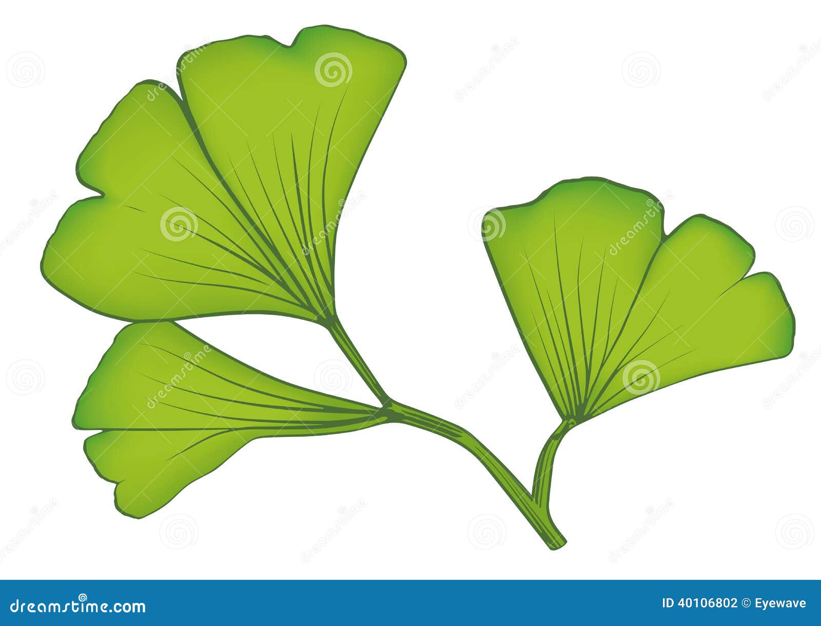 Ginkgo leaves vector stock vector. Illustration of twig - 40106802