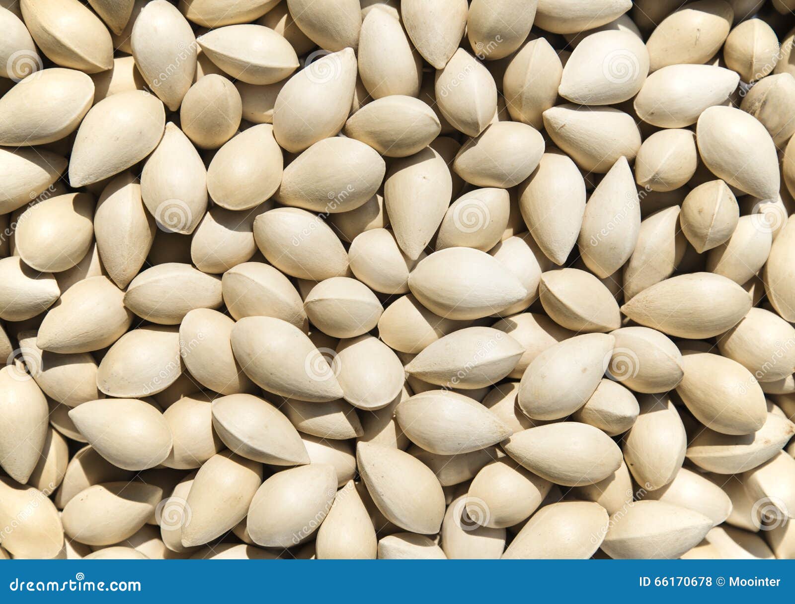 Ginkgo nuts. stock photo. Image of closeup, fresh, ingredient - 66170678