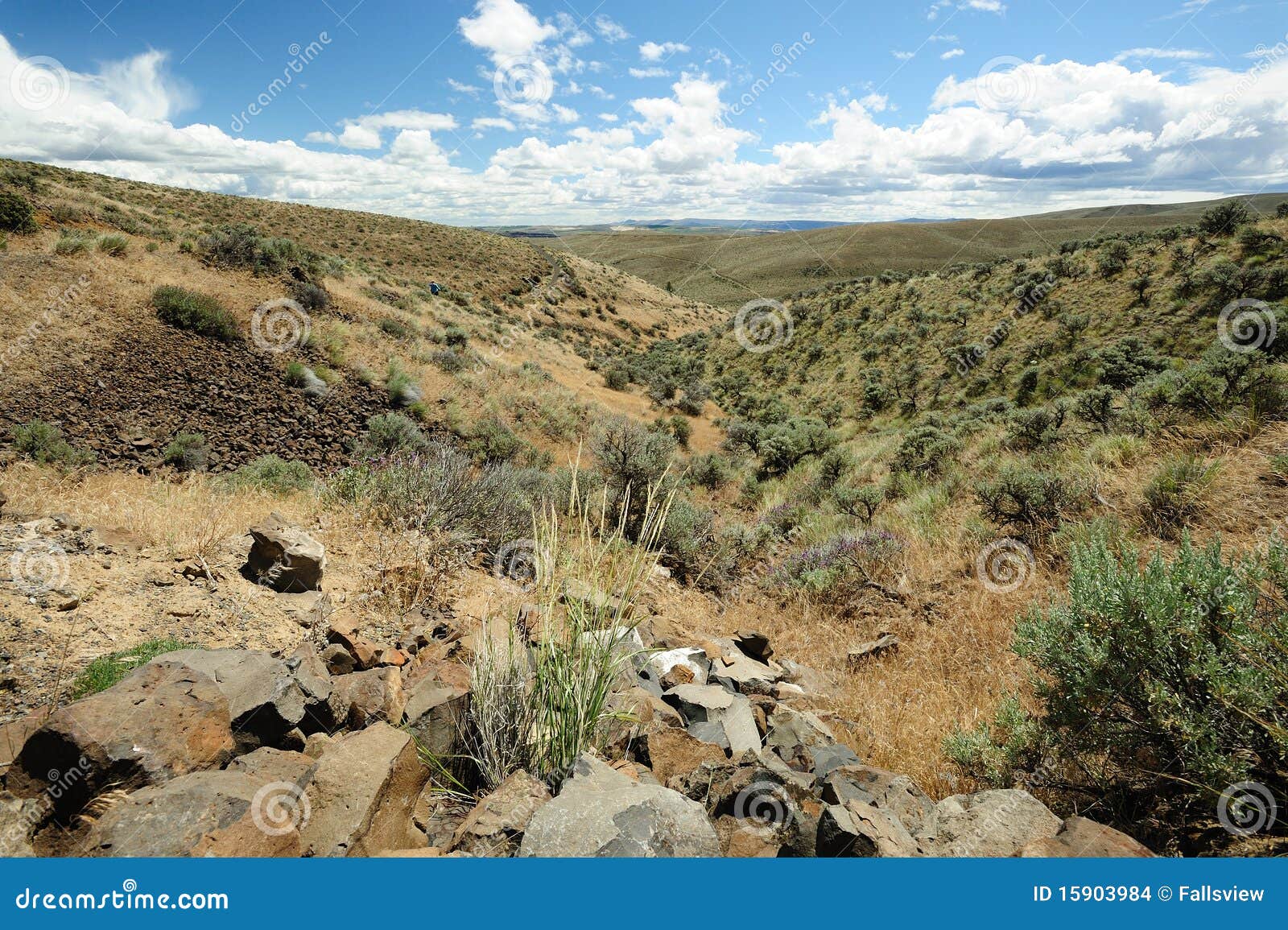Ginkgo Petrified Forest State Park Stock Photo - Image of forest ...