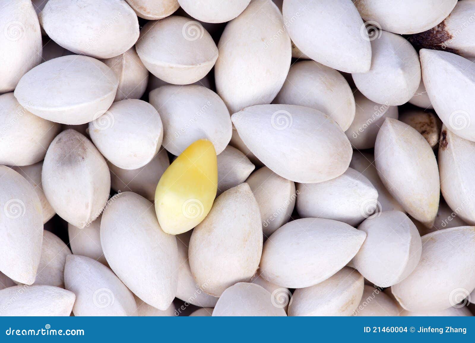 Ginkgo seeds stock photo. Image of gingko, macro, seed - 21460004