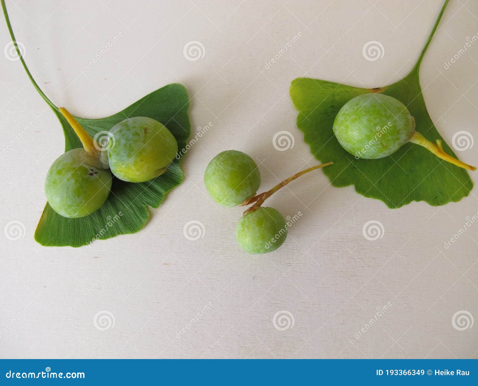 Ginkgo Seeds with Seed Shell Stock Image - Image of plant, gingko ...