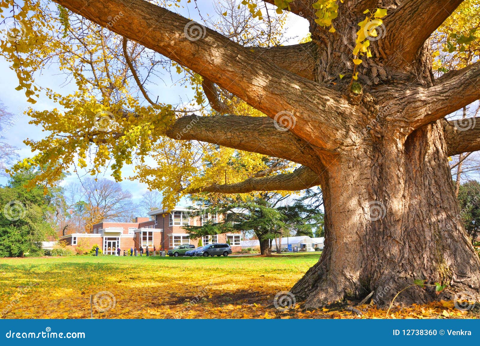 Old Ginkgo Tree In Kokubunji Temple, Takayama, Japan Royalty-Free Stock ...