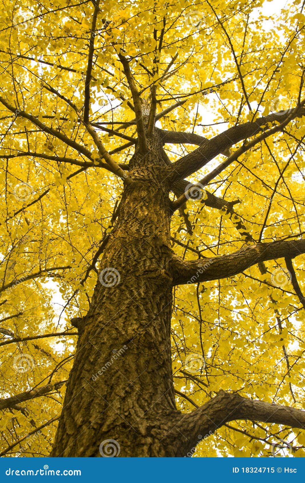 Ginkgo Tree stock image. Image of ginkgo, yellow, sunshine - 18324715