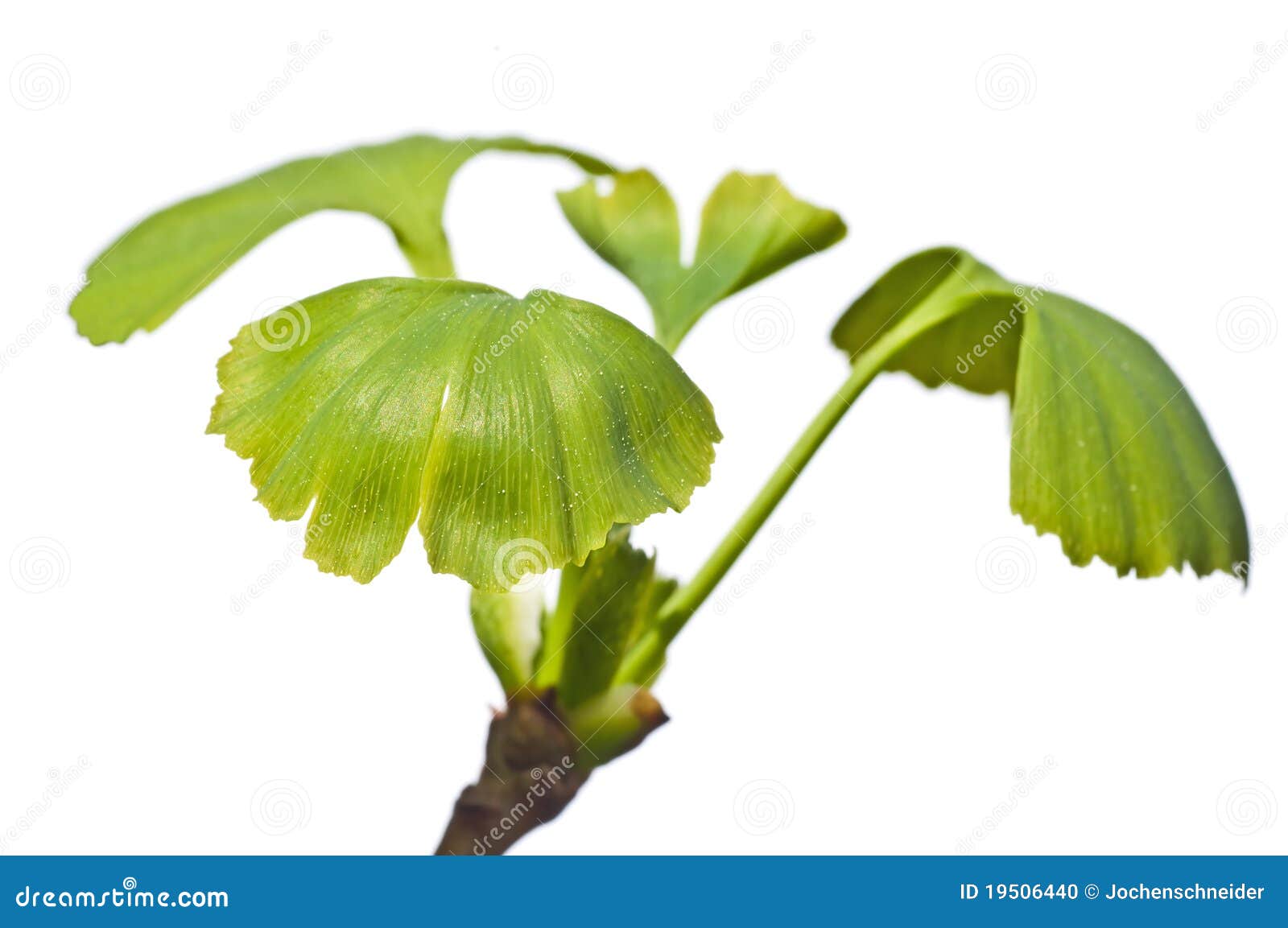 Ginkgo tree stock photo. Image of beautiful, beauty, health - 19506440