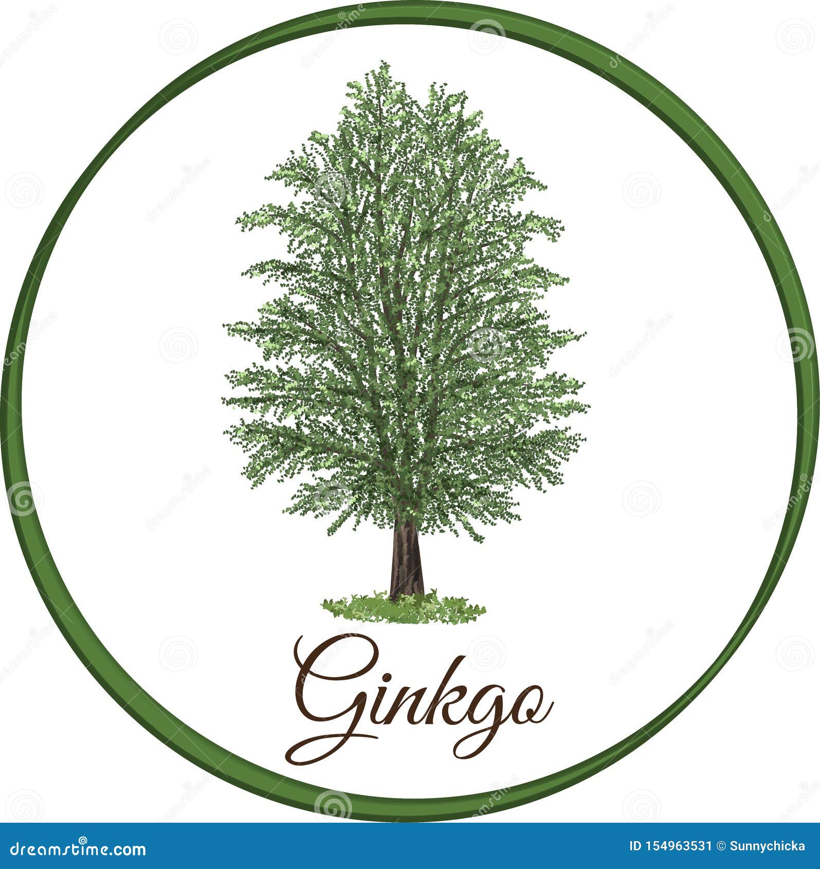 Ginkgo Tree As Vector Drawn with Single Leaves Stock Vector ...