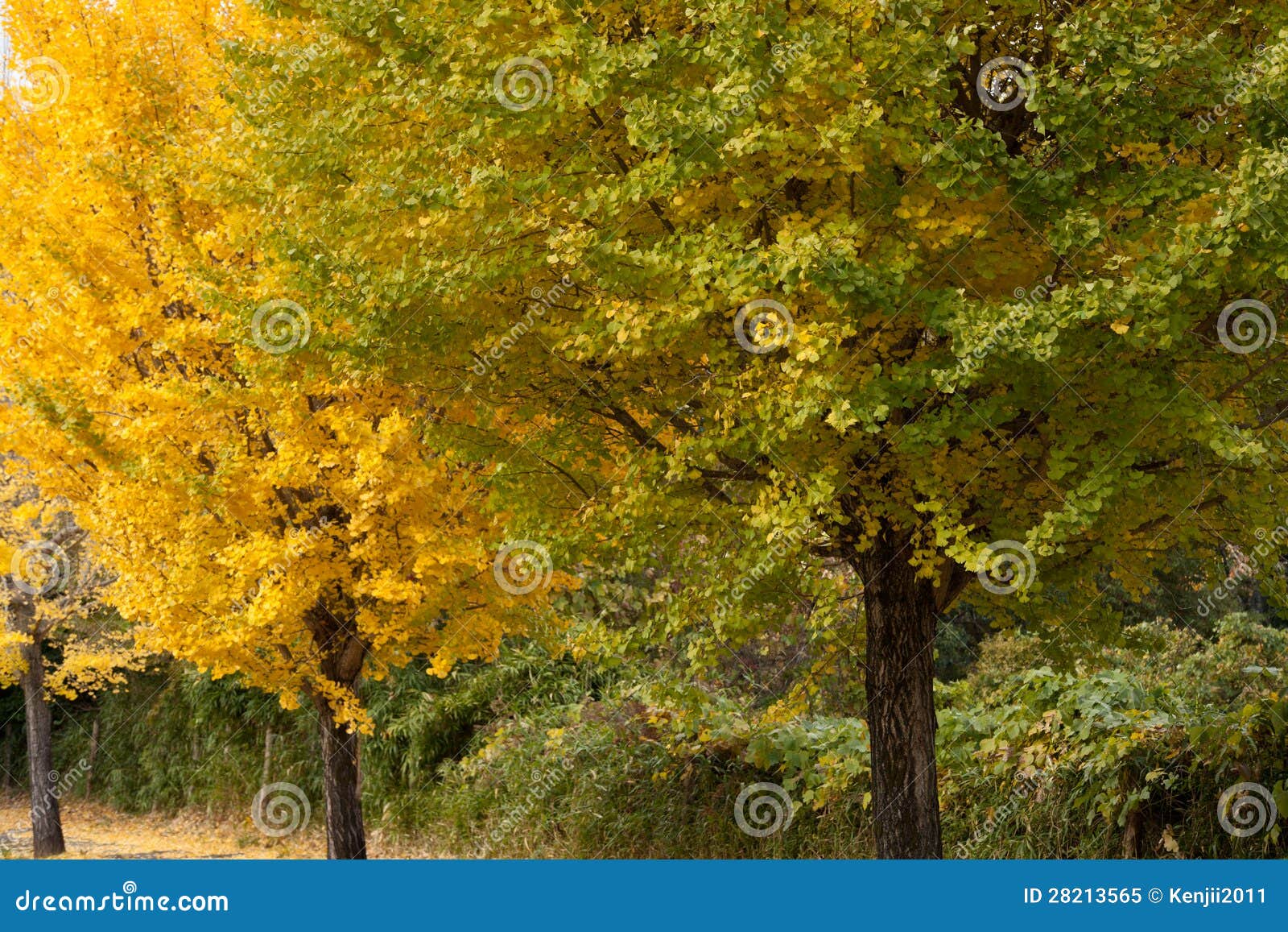 Ginkgo tree in autumn stock image. Image of beautiful - 28213565