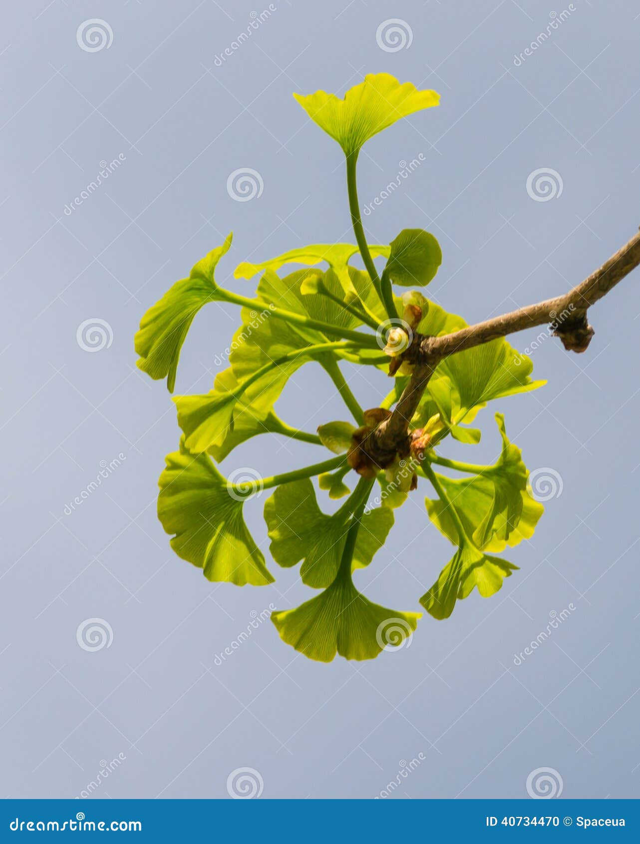 Ginkgo tree branch stock photo. Image of energizing, branch - 40734470
