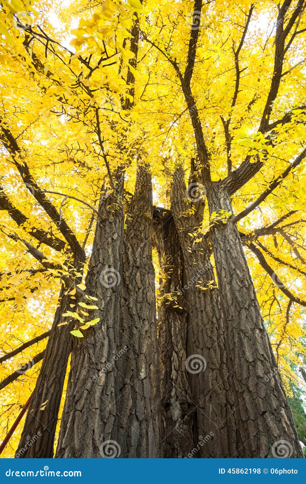 Ginkgo tree stock photo. Image of autumn, foliage, travel - 45862198