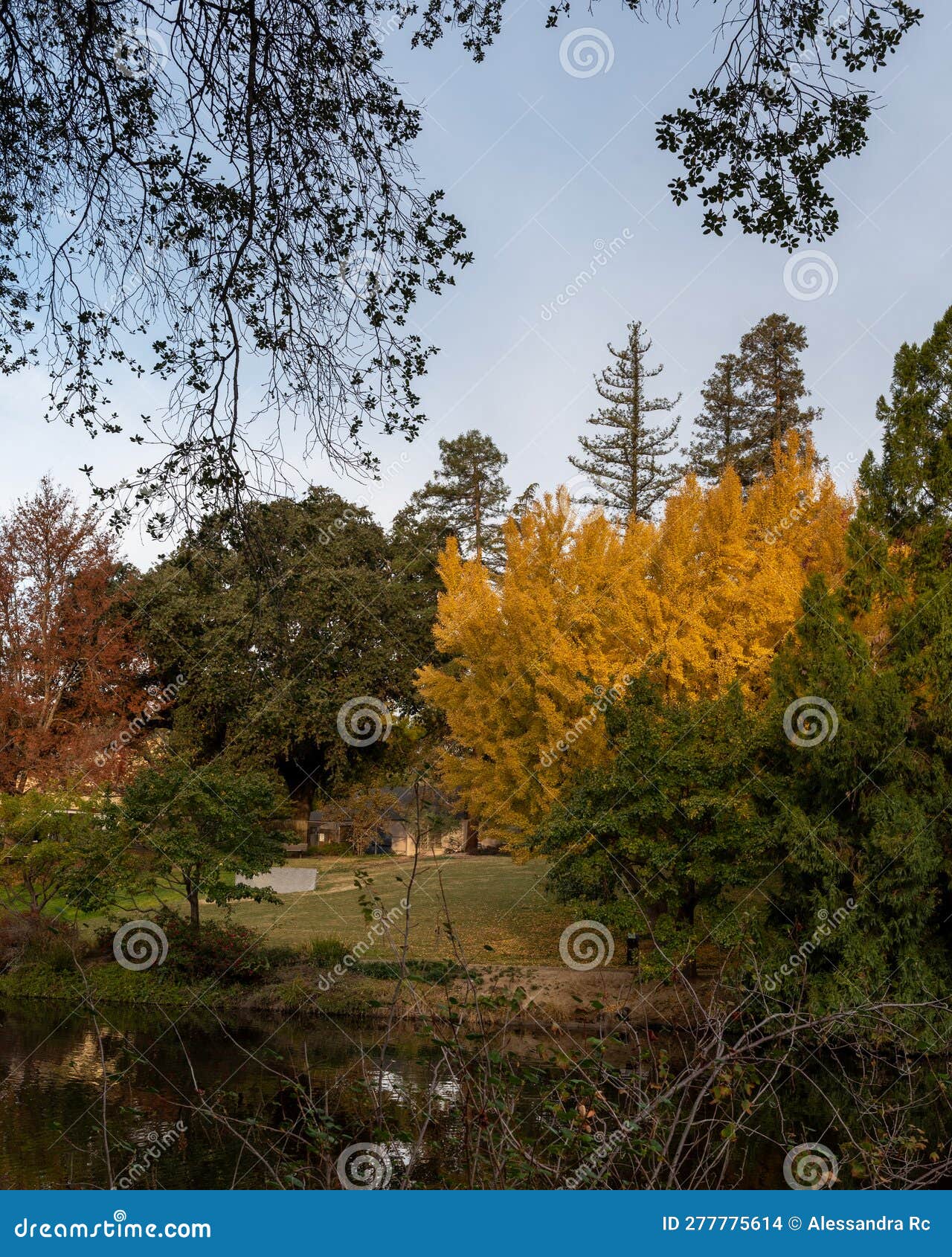 Ginkgo tree in the fall stock photo. Image of ginkgophyta - 277775614