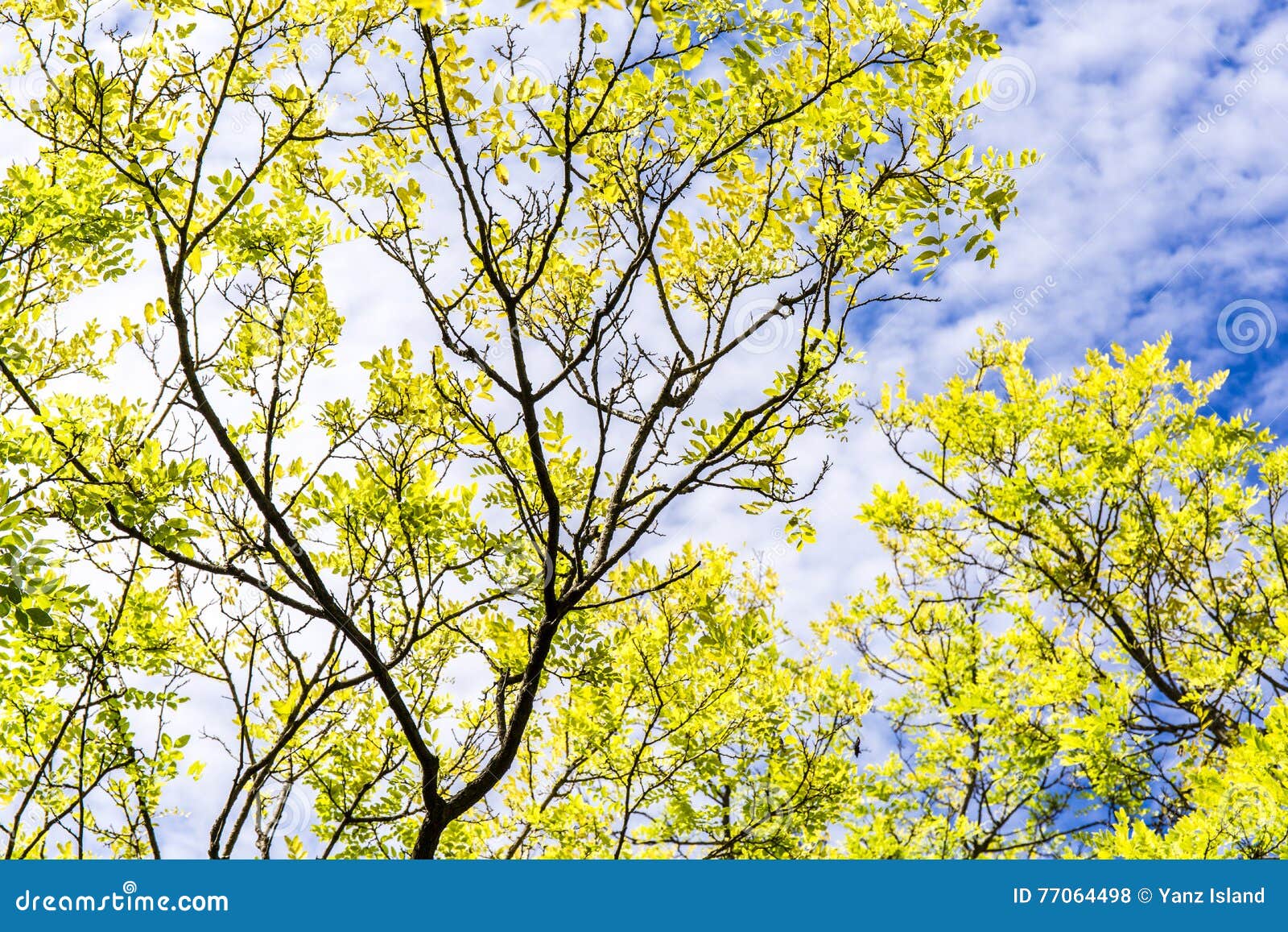 Ginkgo tree stock photo. Image of fall, idyllic, foliage - 77064498