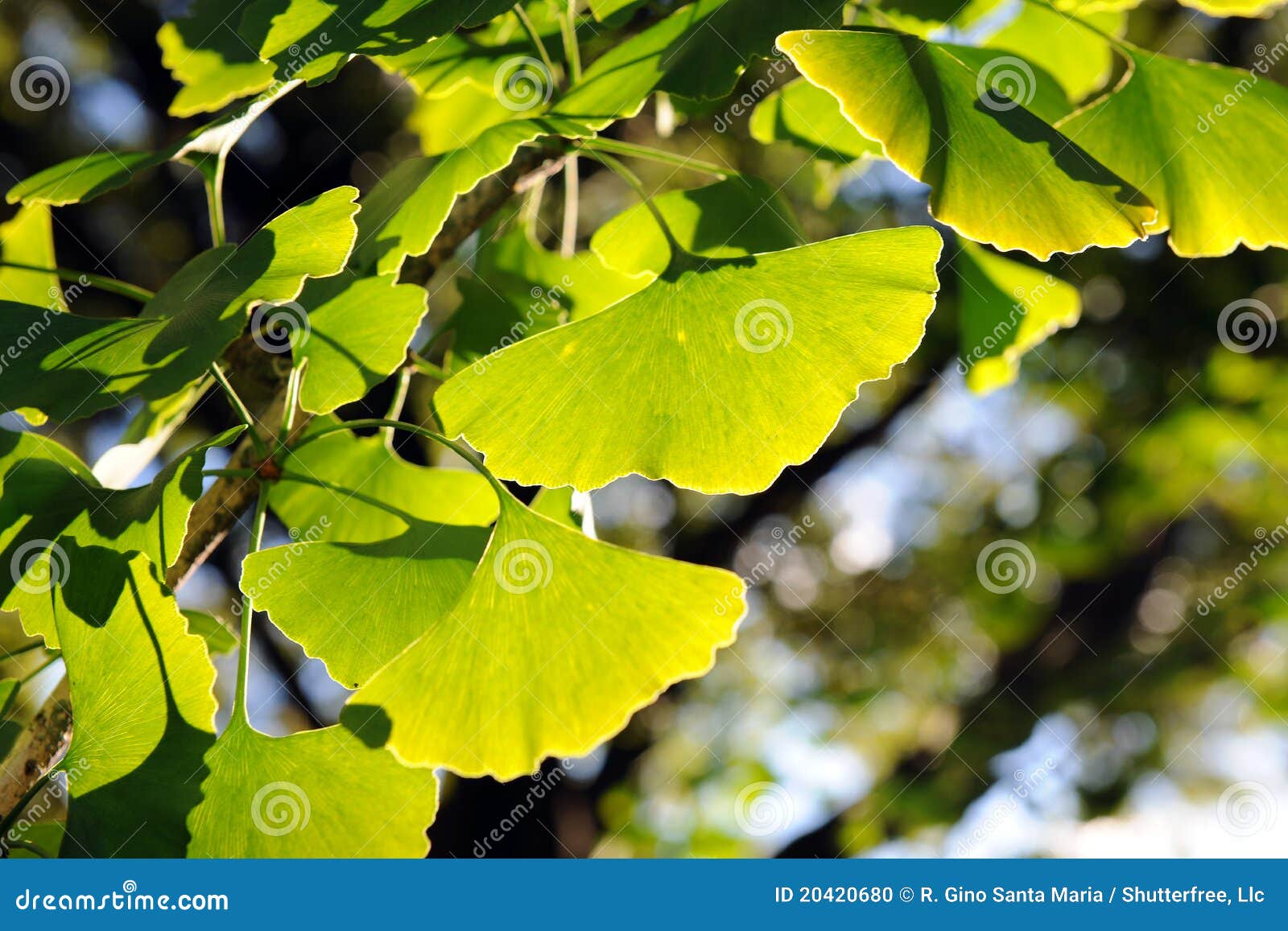 Ginkgo Tree Leaves stock photo. Image of twig, nature - 20420680