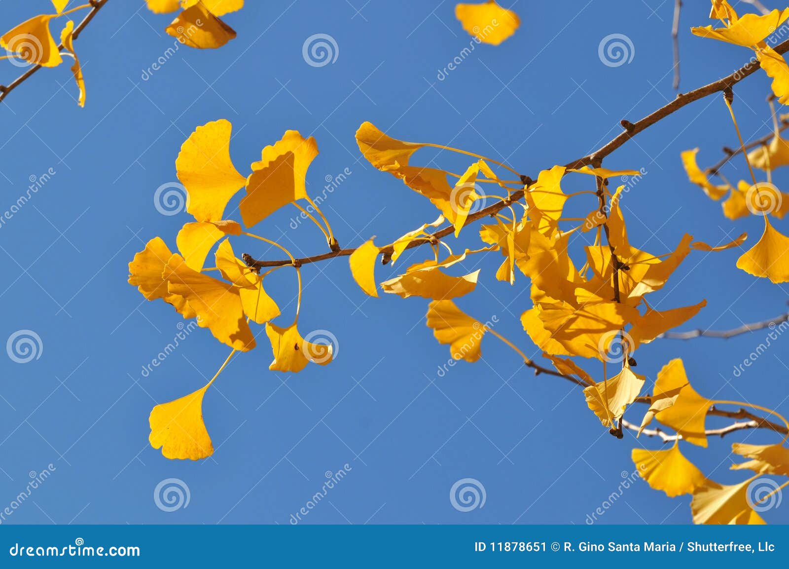 Ginkgo Tree Leaves in the Fall Stock Image - Image of yellow, october ...