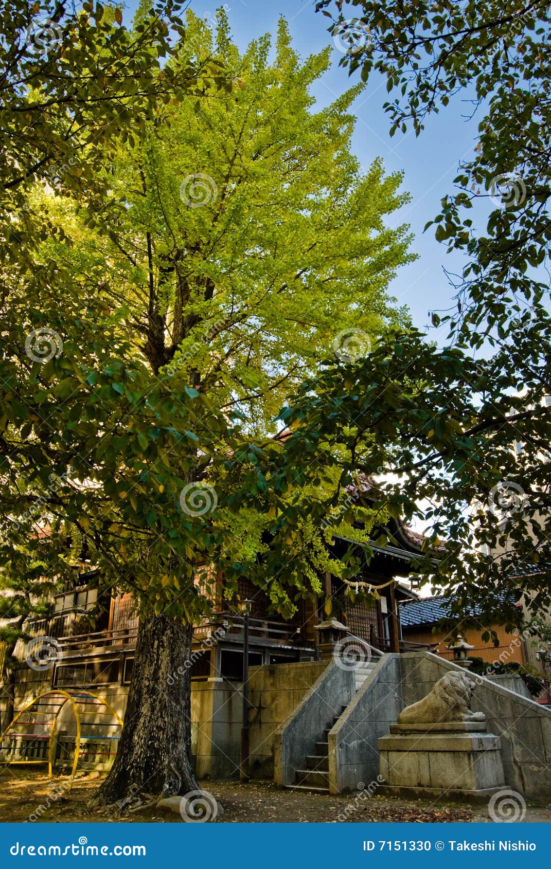1,012 Ginkgo Tree Temple Stock Photos - Free & Royalty-Free Stock ...