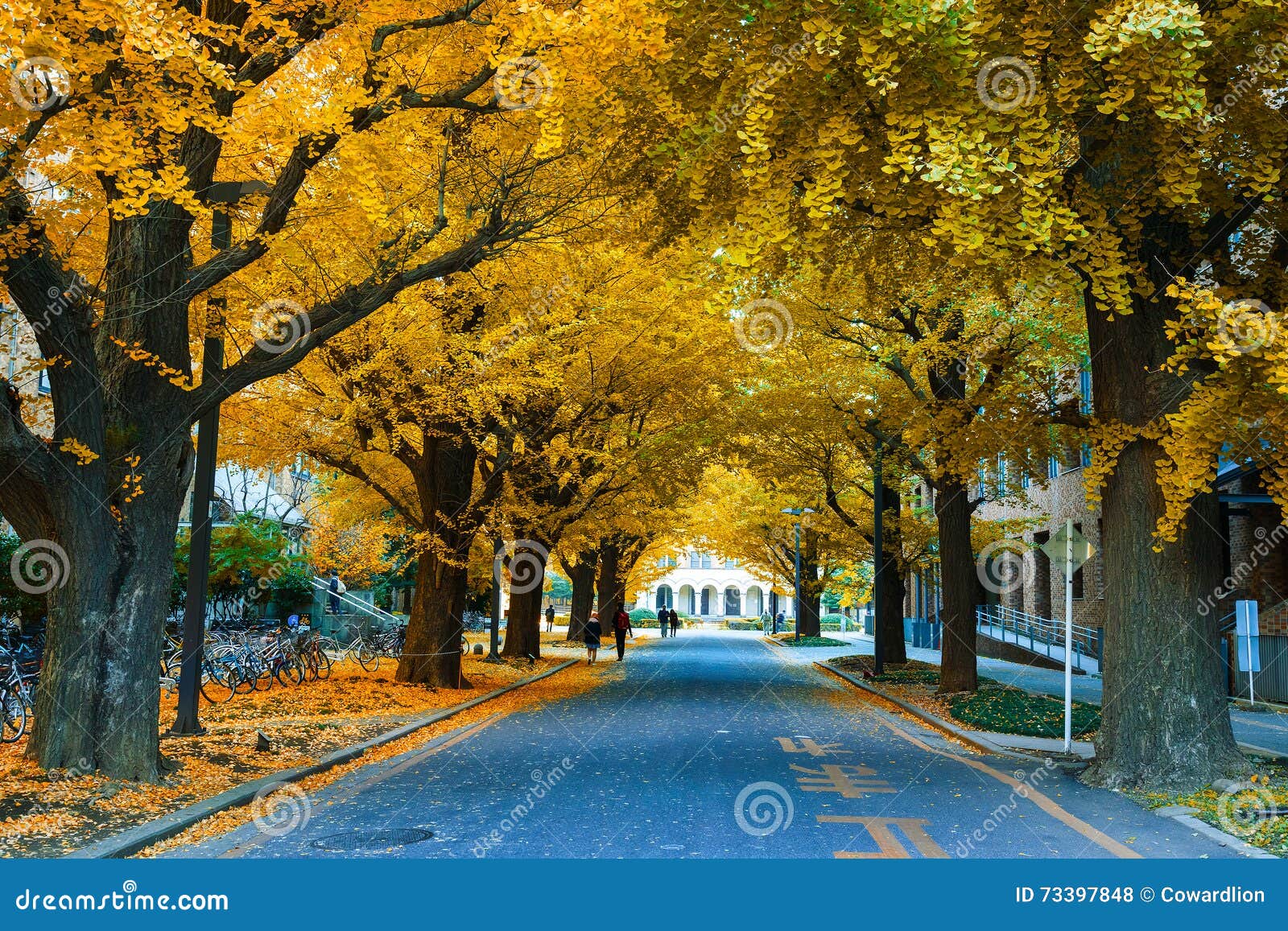 Ginkgo Tree at Tokyo University in Autumn Stock Photo - Image of ...