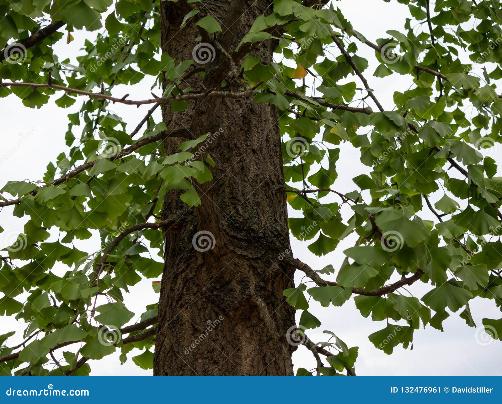 Ginkgo Tree Trunk, Ginkgo Biloba Stock Image - Image of plant, nature ...