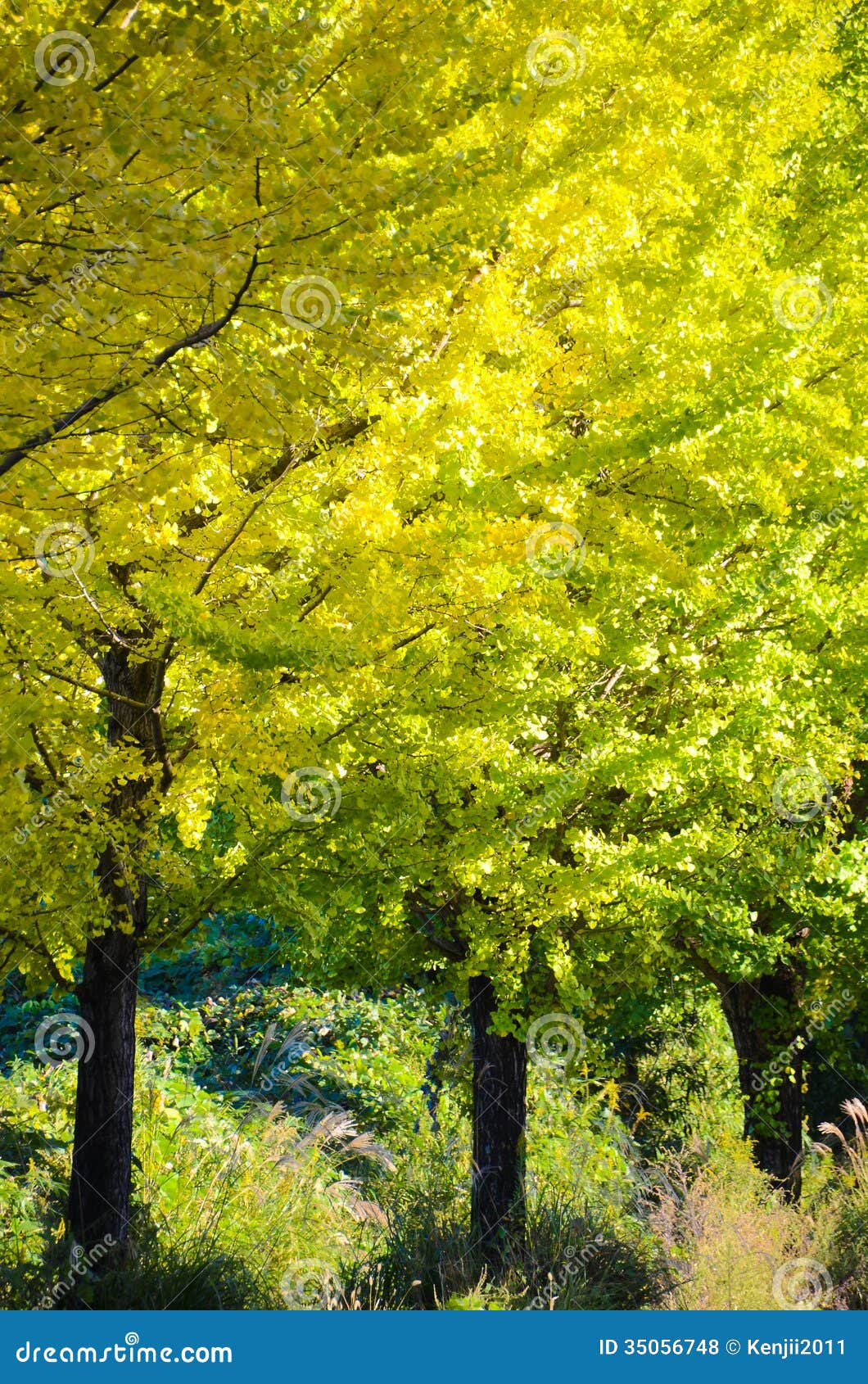 Ginkgo Tree on the Way To Become the Yellow Leaves Stock Photo - Image ...