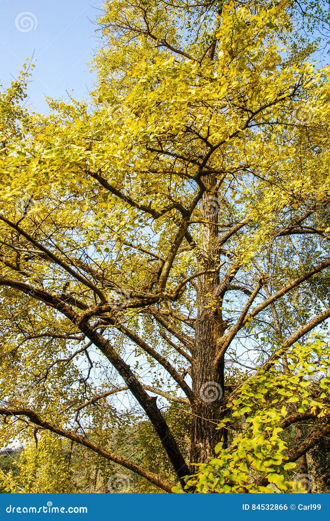 Ginkgo trees in autumn stock photo. Image of china, biloba - 84532866