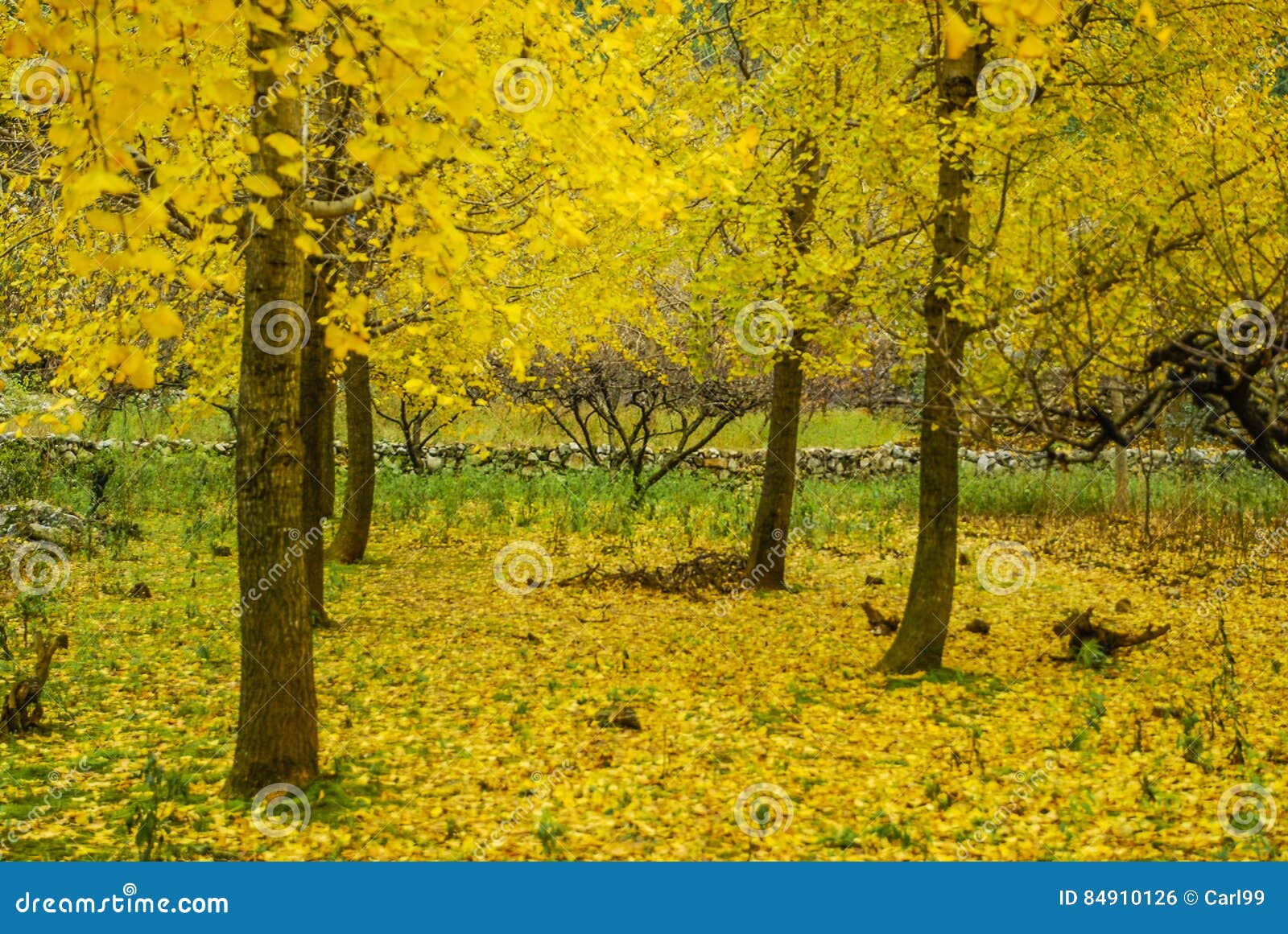 Ginkgo trees in autumn stock photo. Image of park, adiantifolia - 84910126