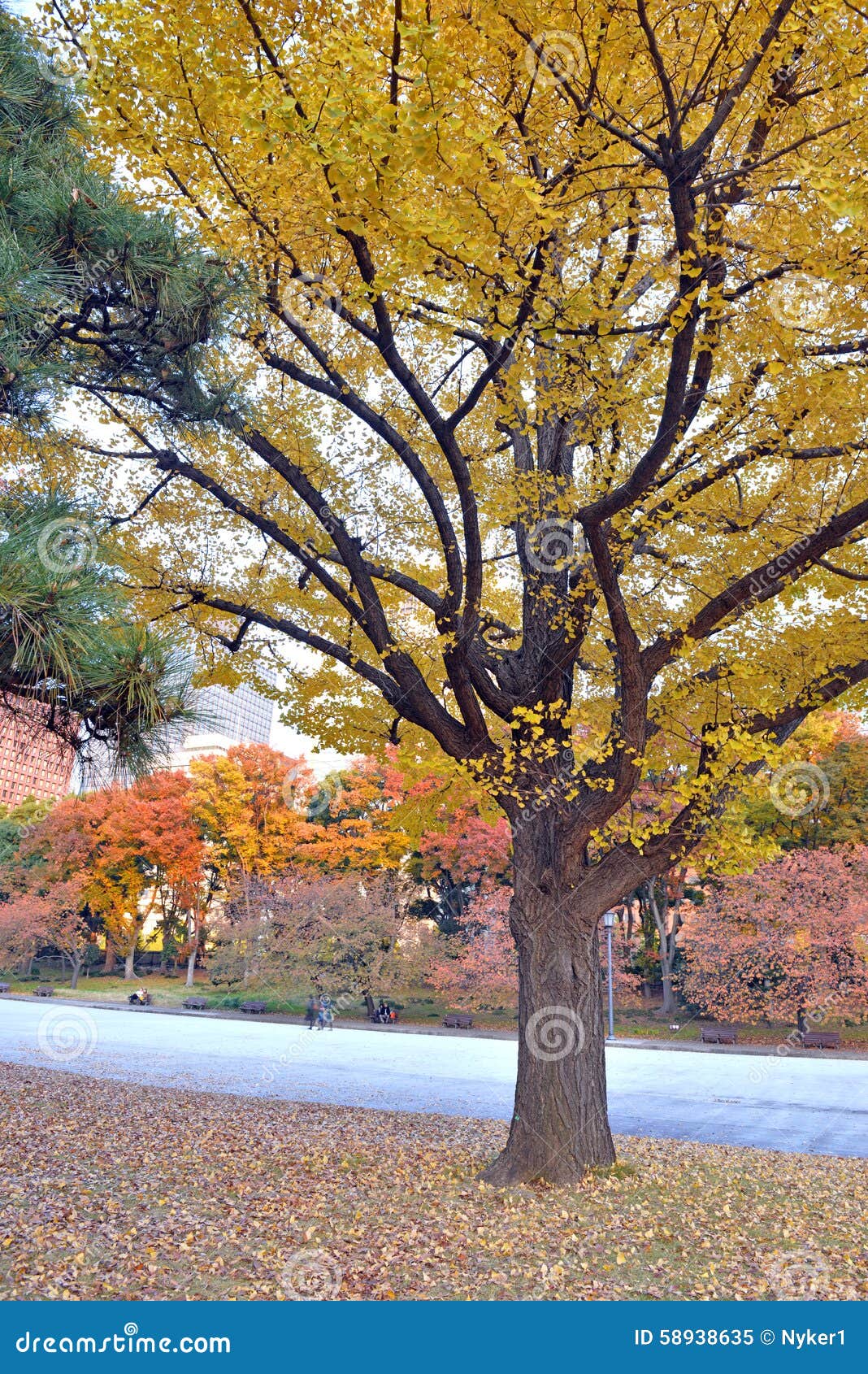 Ginkgo Trees in Fall Colors Stock Image - Image of america, fossil ...