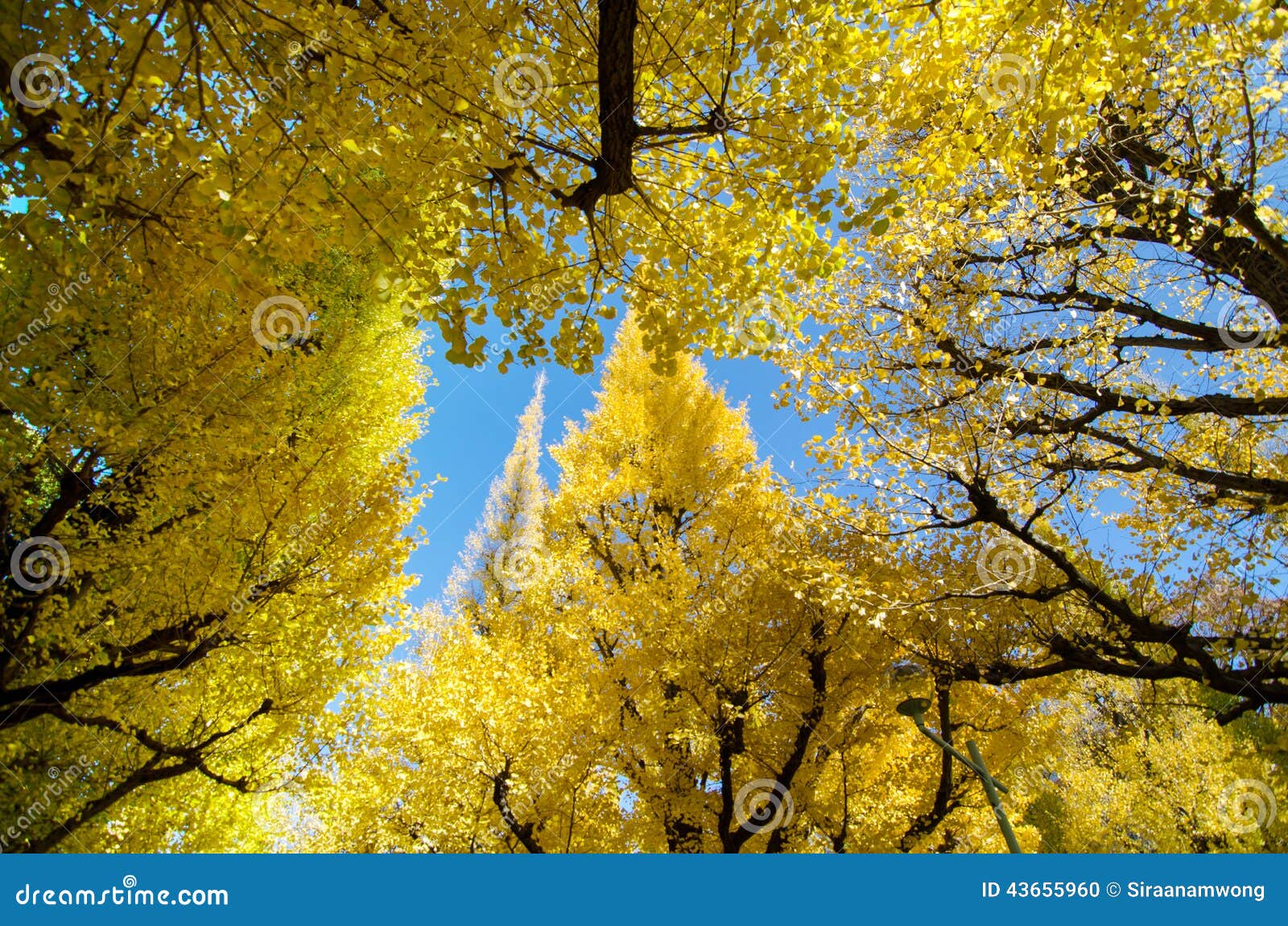 Ginkgo Trees in Garden, Tokyo, Japan Stock Photo - Image of fall ...