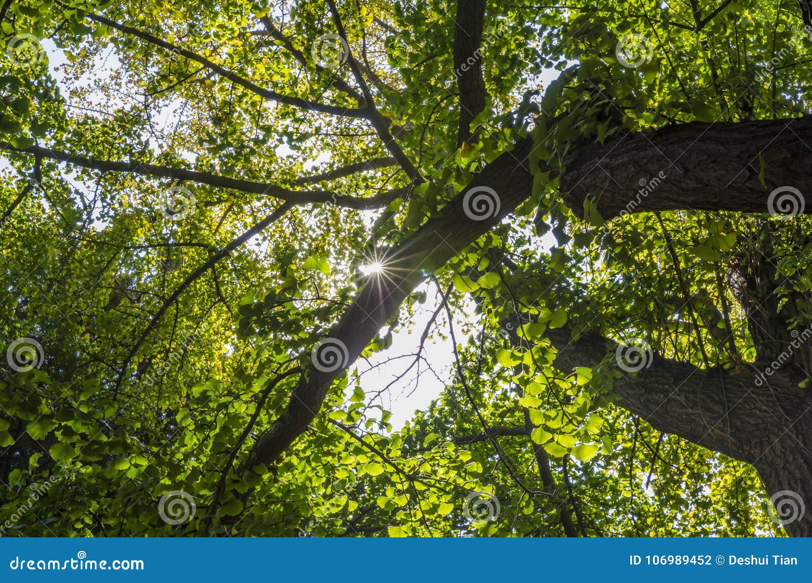 Ginkgo trees under the sun stock photo. Image of tall - 106989452