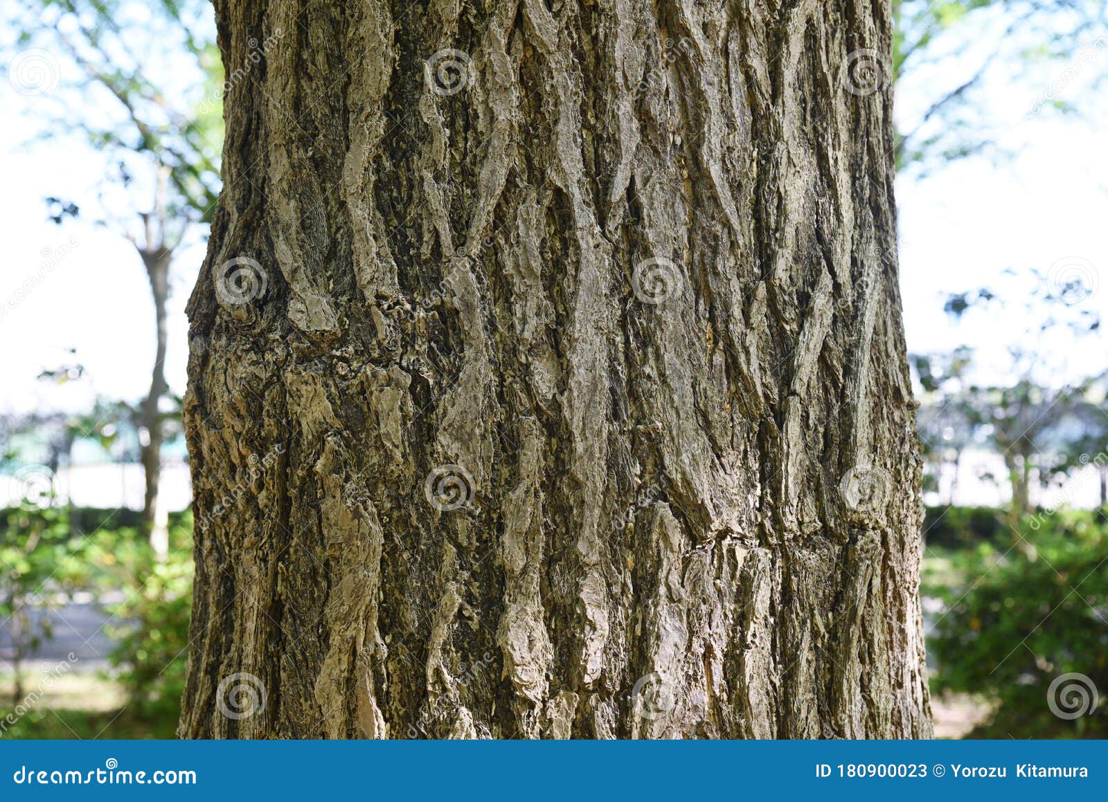 Ginkgo trunk and bark stock image. Image of travel, branch - 180900023