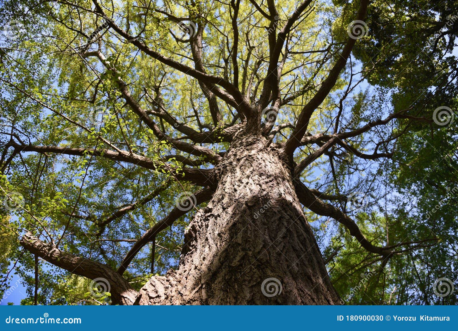 Ginkgo trunk and bark stock photo. Image of season, gingko - 180900030
