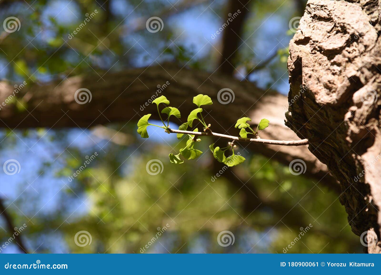 Ginkgo trunk and bark stock image. Image of natural - 180900061
