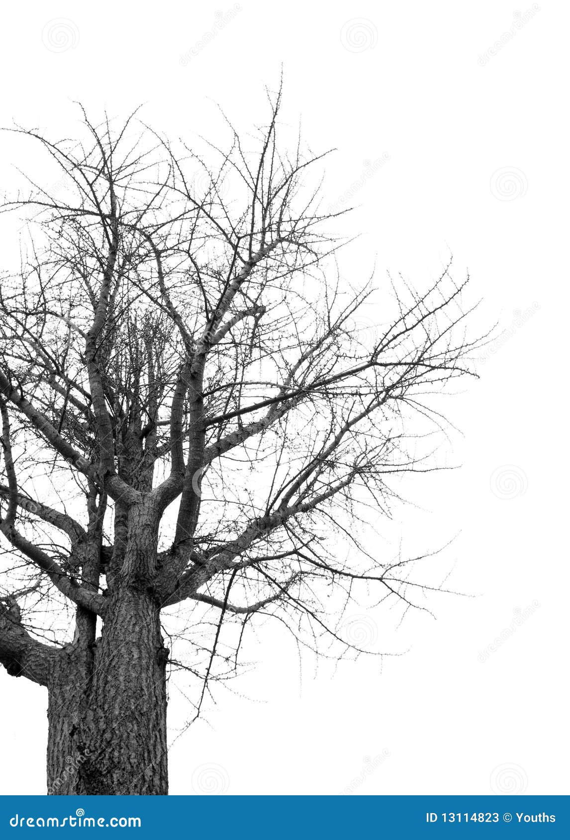 Ginkgo in winter stock image. Image of arid, bare, beautiful - 13114823