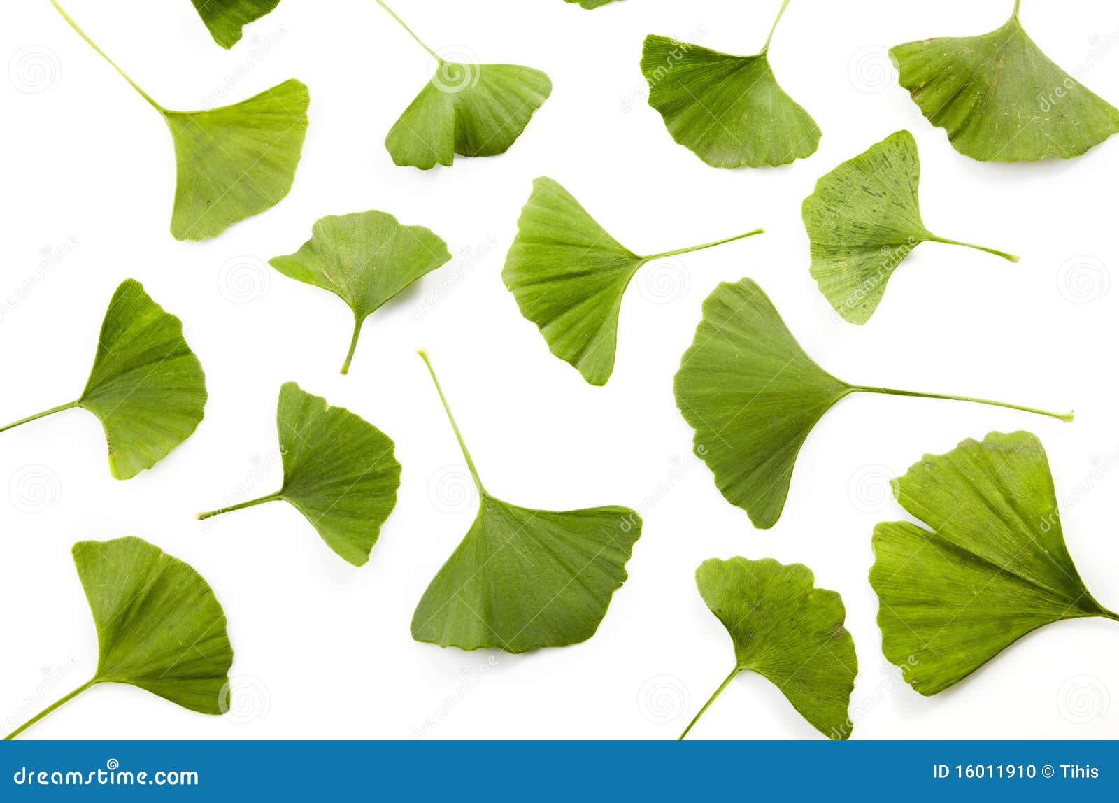 Ginko biloba stock photo. Image of closeup, natural, ginkgo - 16011910
