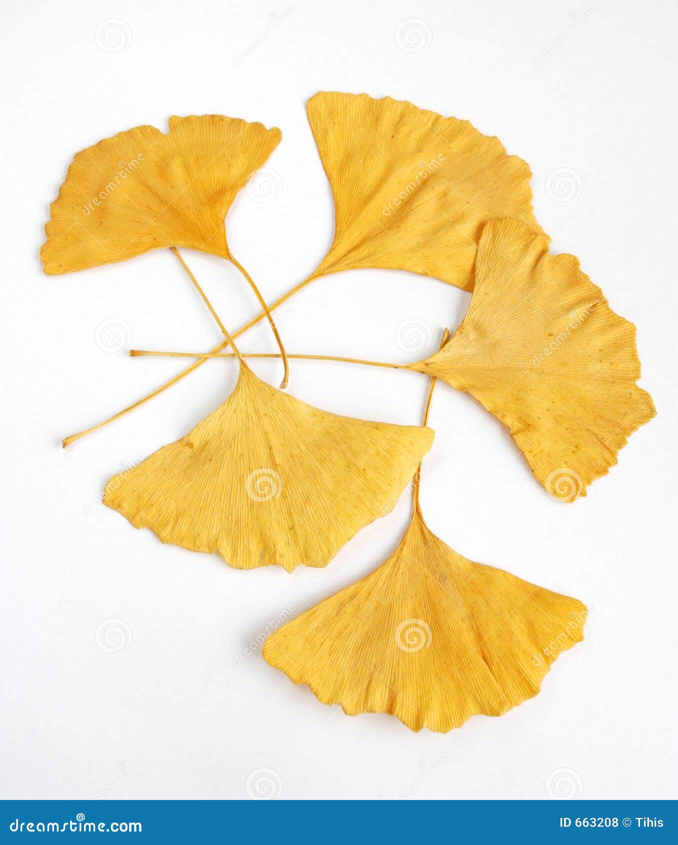 Ginko biloba stock photo. Image of biloba, care, closeup - 663208