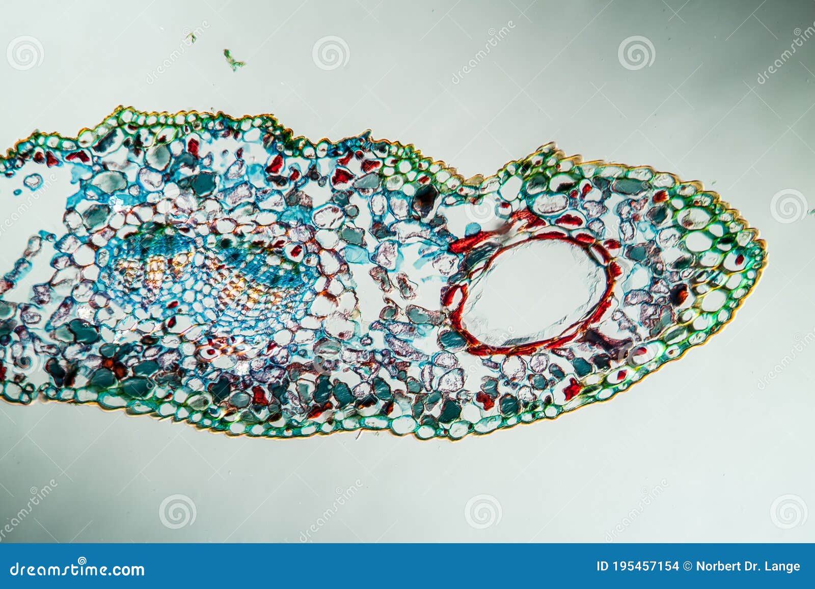 Ginko Leaf in Cross Section Stock Photo - Image of ginkgo, histology ...
