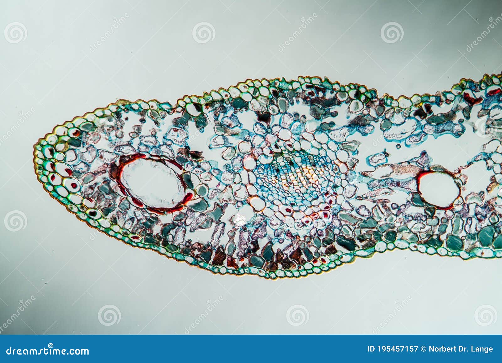 Ginko Leaf in Cross Section Stock Image - Image of research, cells ...