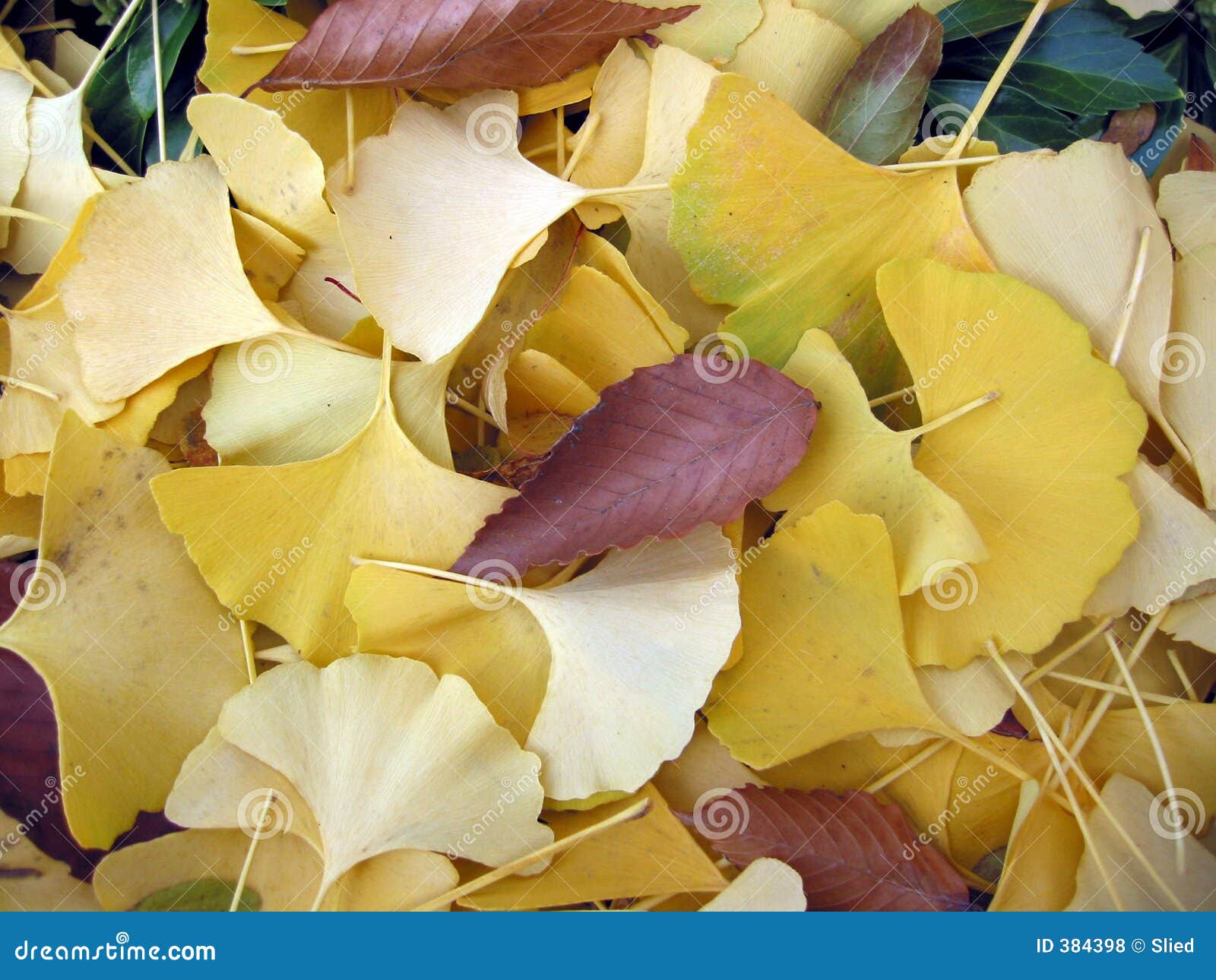 Ginko leaves stock photo. Image of ginko, leaves, leaf - 384398