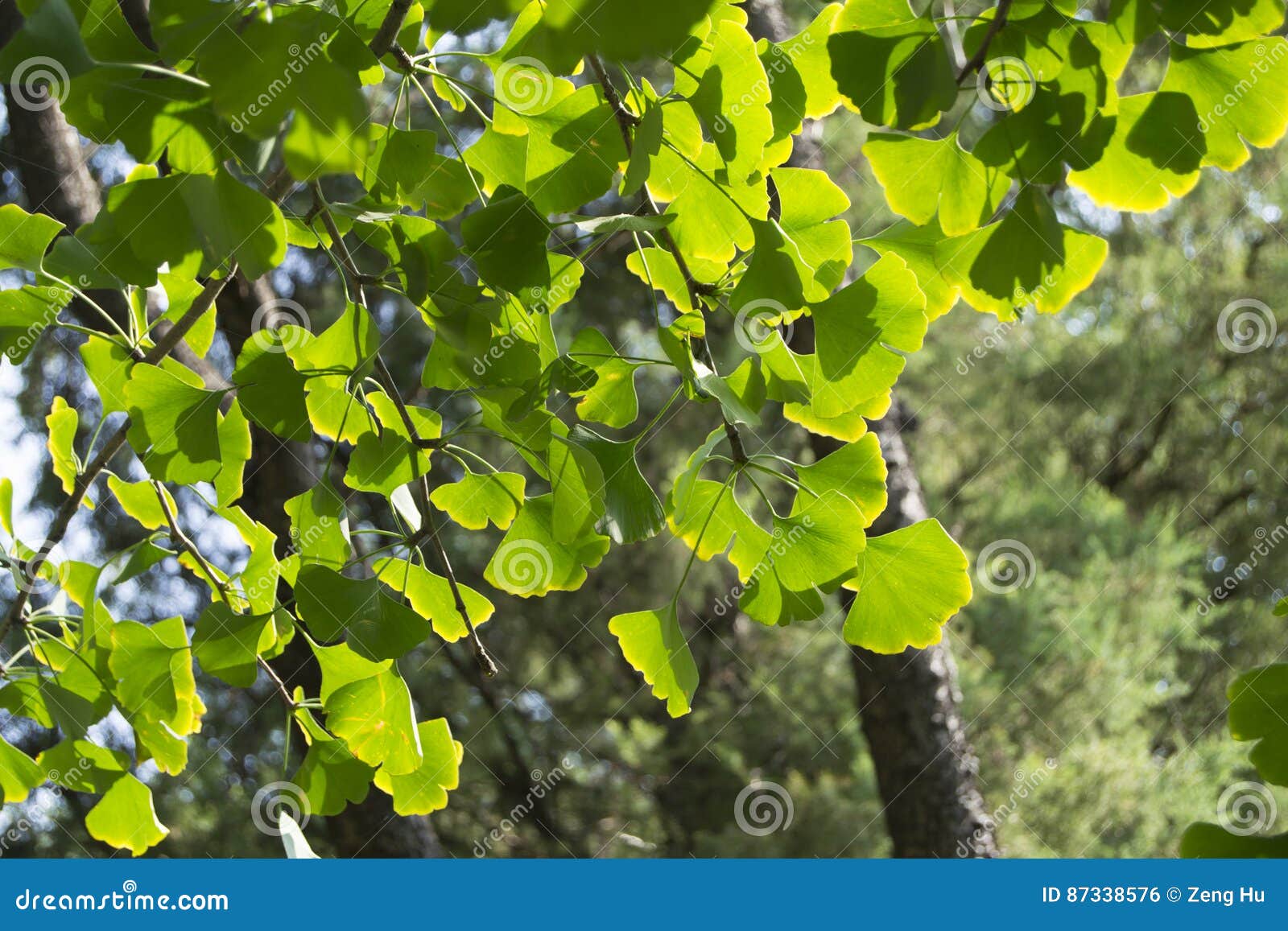 GINKO stock photo. Image of biloba, herb, endurance, great - 87338576