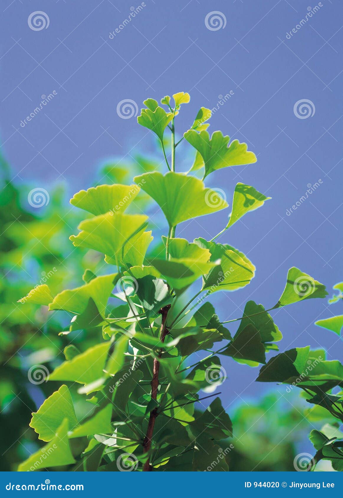 Ginko with SunShine stock photo. Image of starfish, summer - 944020